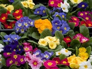 PREMIER SEEDS DIRECT - Primrose Seeds – Crown Mixed - 75 Flower Seeds ...