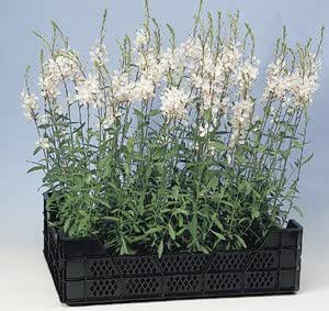 Amazon.com : Gaura lindheimeri The Bride 250 Seeds : Patio, Lawn & Garden