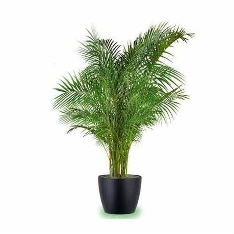 THE PLANT BAZAR - Areca Palm Natural Live Indoor Plant Rear Xotic ...