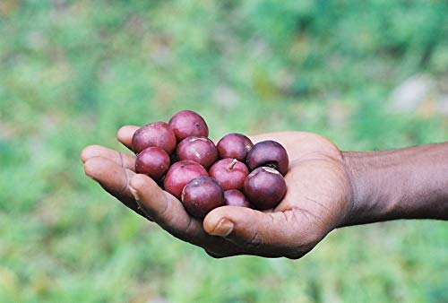 Creative Farmer Live Fruit Plant Flacourtia Jangomas Ololikka Or ...
