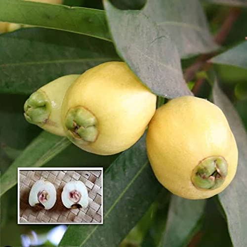 Royal Paradise Garden Bell Apple/Chamba (Paneer, Seedling) Fruit Live ...