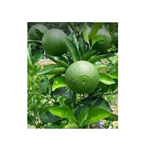 Indian Farms Live Malta Lemon/Nimbu/Nimboo Fruit Plant With Pot ...