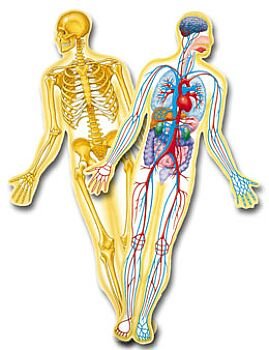 Amazon.com: Human Anatomy Bulletin Board Set: 9780768209723: Carson ...