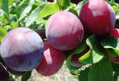 SOMNIA NURSERY Aloo Bukhara/Aloocha/Alu-cha/Poo-nu-s Domestica/Garden ...