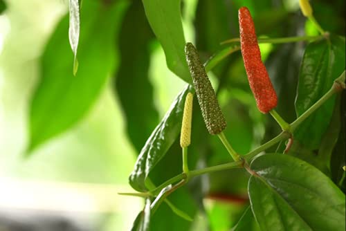 Earth and Plants Nursery Long Pepper/Piper Longum/Peepal/Pipli/Pippali ...