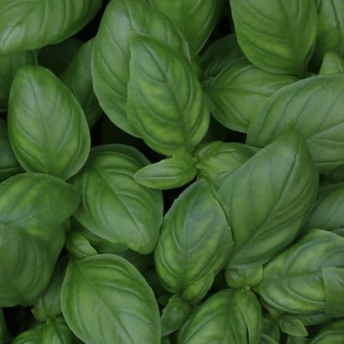 Basil Seeds - 100 Fresh British Basil Herb Seeds – Plant and Grow Your ...