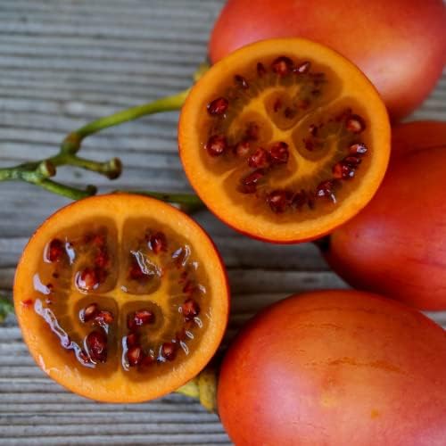 Amazon.com : Italian Tree Tomato 'Trip L Crop' Lycopersicon Fruit ...