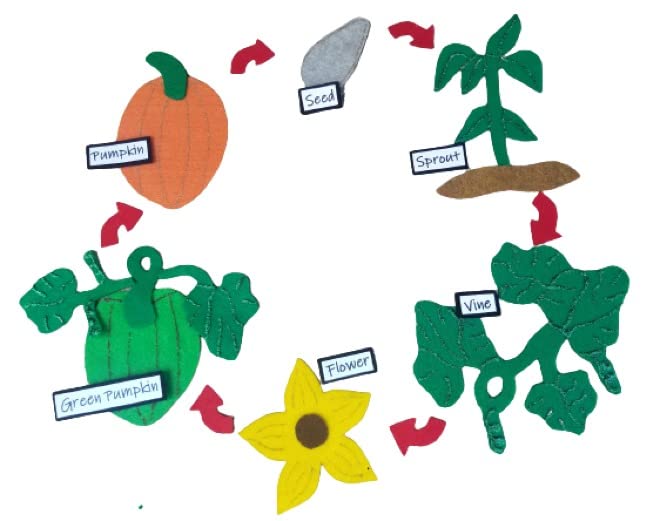 Buy Life Cycle of a Pumpkin Felt Set/Montessori Science/Homeschool ...