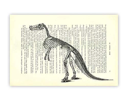 Amazon.com: Claosaurus skeleton wall decor Dino bones artwork Fossil ...