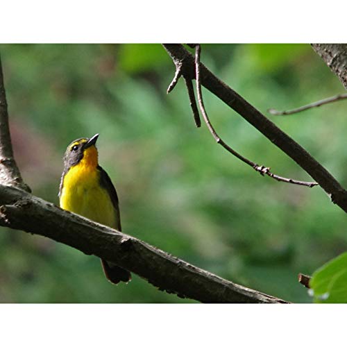 Play この美しい朝 by ChampのKeyb on Amazon Music