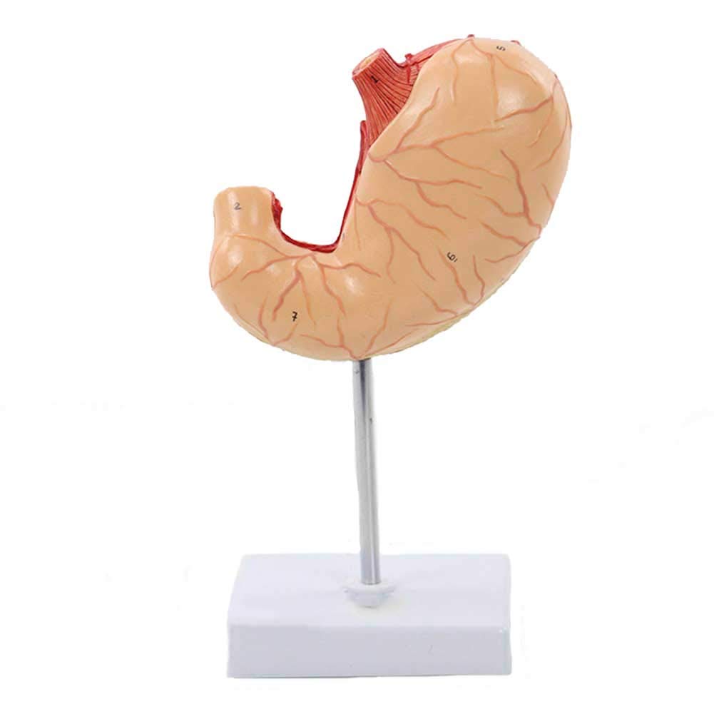 Buy MKULOUS Stomach structure anatomical model for Medical Anatomical ...