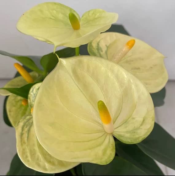 The Four Seasons Anthurium Yellow Vanilla | Flamingo Flower | Miniature ...