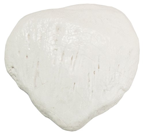 Axis Scientific Patella Bone Model | Left | Cast from a Real Human ...