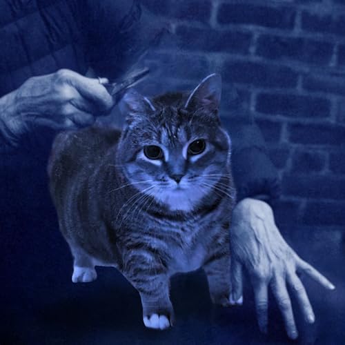 Play Chest Pain (I Love) UIA by Oiia Cat & Uiia Cat on Amazon Music ...