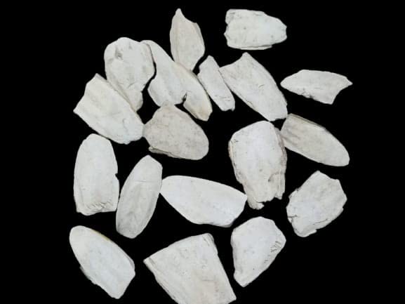 Buy 1 kg Broken Cuttlefish Bones for Birds Birds Budgies Finches Best ...