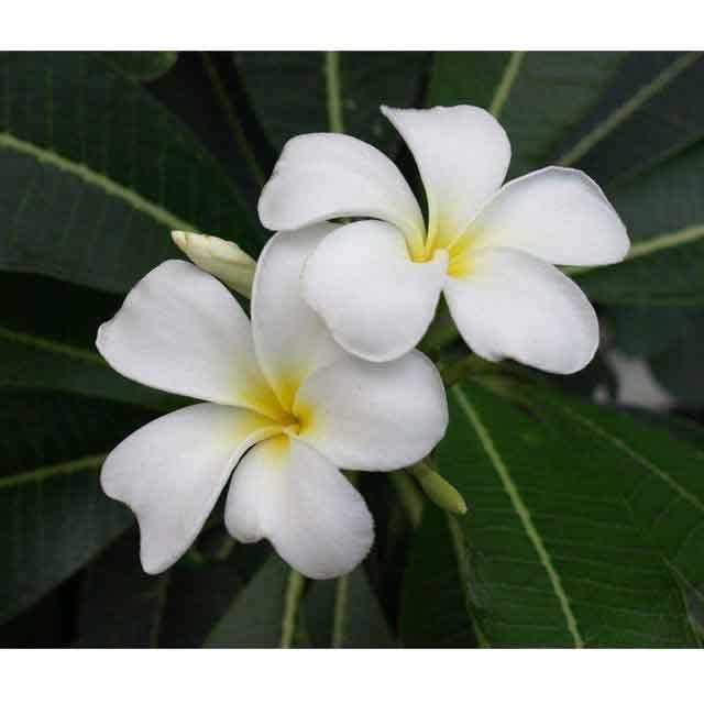 VAYUO™ Dwarf Rare Michelia Son Champa Chempakam Live Plant (1 Healthy ...