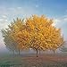 Autumn Gold Gingko Biloba