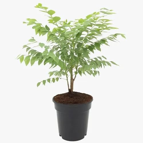 NatureSneh Curry Leaf | Kari Patta Herb Plant/Curry Leaves Kadi Patta ...