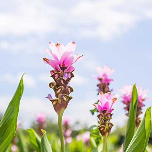 Schöne Curcuma Pflanze Draussen Bilder