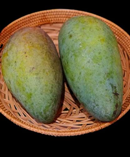 Nectar Garden Jin-Huang Mango Plant-Grafted Variant Plant. : Amazon.in ...