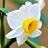 Amazon.com : Votaniki Narcissus Daffodil Chinese Sacred Lily ...