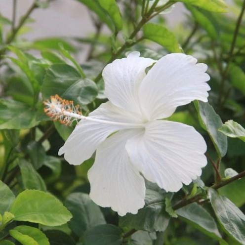 Vatikalive Hibiscus, Gudhal ( white) - plant with pot : Amazon.in ...