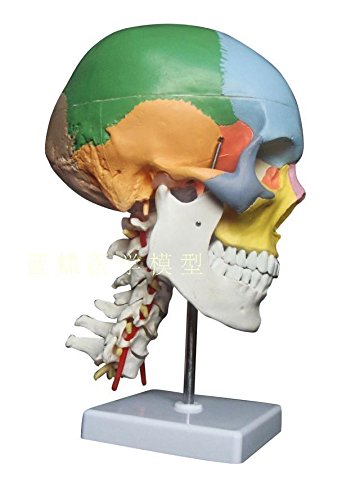 Buy ZJKC Anatomical Lifesize Human Skull Dental 4D Vision Human ...