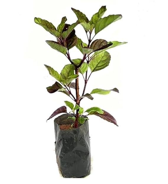 Guruji Plantation Live Krishna Tulsi Ayurvedic Indoor Plant With Black ...