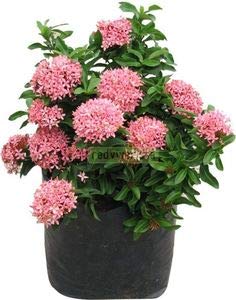 Creative Farmer Live Outdoor Plant Pink Ixora Chethi, Thechi, Thetti ...