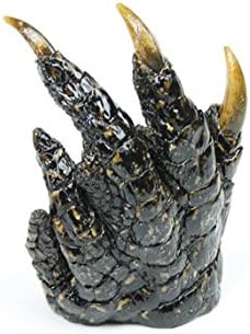 Amazon.com: Taxidermy Preserved Alligator Claw 3-5" | 1 Piece : Home ...
