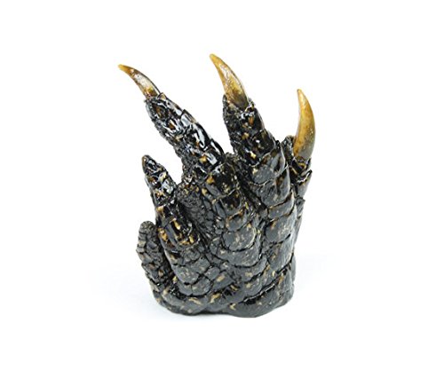 Amazon.com: Taxidermy Preserved Alligator Claw 3-5" | 1 Piece : Home ...