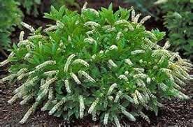 Amazon.com : Little Henry Dwarf Sweetspire Shrub, Compact Flowering ...