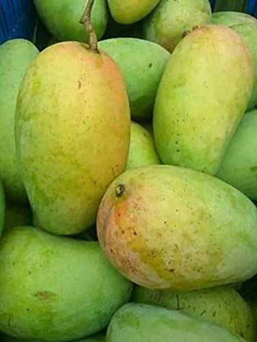 Nectar Garden Fajli Mango Plant-Grafted Variant Plant. : Amazon.in ...