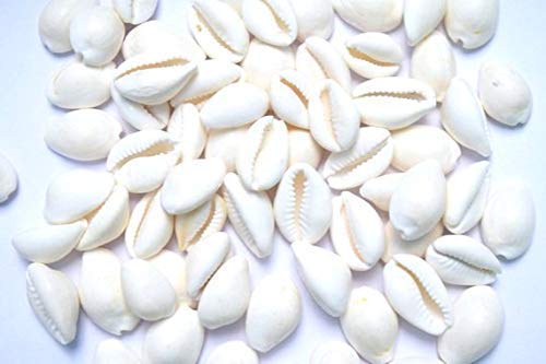 Buy Suninow Natural White Kawdi/Kaudi/Kowdi/Cowrie/Koudi Shells- for ...