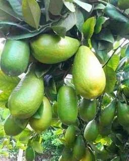 Golden Bloom 2 Live Gandharaj lemon plant (pack of 2) Hybrid Air ...