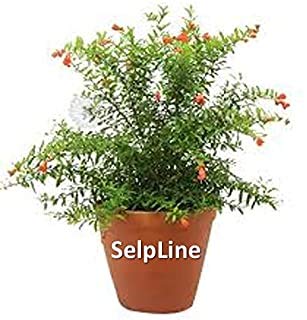SelpLine | Pomegranate Fruit Plant - Anar -Madulai Fruit Plant : Amazon ...