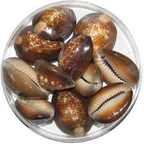 Buy FRENUTRI Lakshmi Peeli/White Kawri, Kodi Peeli Cowrie Sea Shell ...
