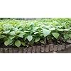 Rare Sagwan Teak Wood Tree (सागौन) Live Plant Pack of 1 for Home Garden ...
