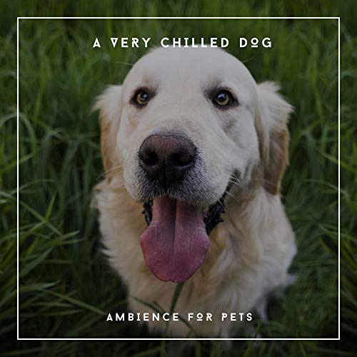 Amazon.com: A Very Chilled Dog - Ambience For Pets : Dog Chill Out ...