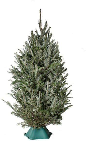 Amazon.com : 5 ft. Freshly Cut Fraser Fir Real Christmas Tree : Home ...