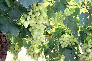 Hybrid Green Grapes Live Plant - Angur ka podha(1 Plant With Poly Bag ...