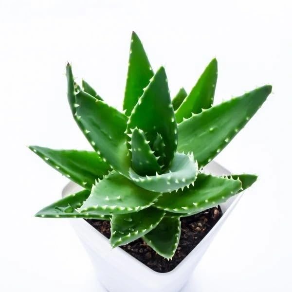 Mphmi Seedless Plant Plants Aloe Vera Plant Sapling (1pc) : Amazon.in ...