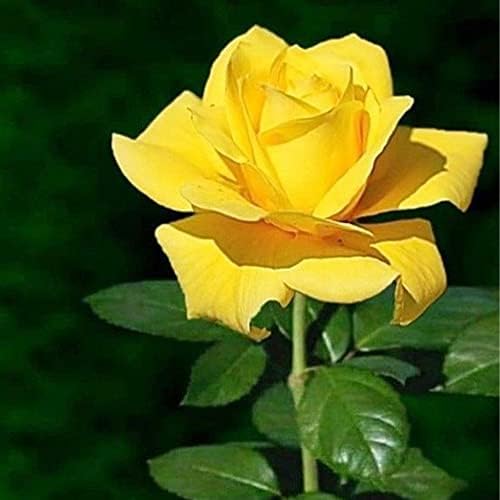 Amazon.com : QAUZUY GARDEN 50 Yellow Rose Rosa Seeds | Non-GMO Heirloom ...