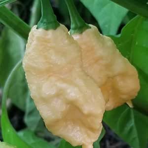 Amazon.com : 2 Live Pepper Chili Plants, Live California Reaper Pepper ...