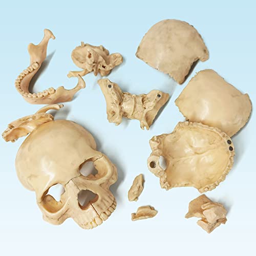 Snapklik.com : Evotech Mini Human Skull Model, Didactic 15 Parts Palm ...
