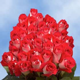Amazon.com: GlobalRose Latin Lady Roses Long 75 : Grocery & Gourmet Food