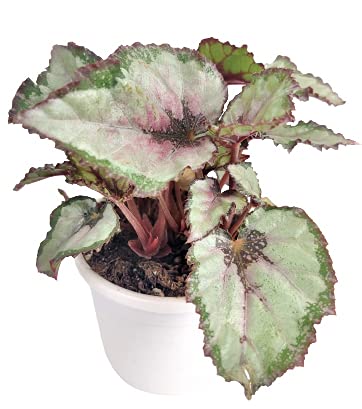 INDIAN FLORA® : REX BEGONIA BALLET | Natural Live Plant | Plastic Pot ...