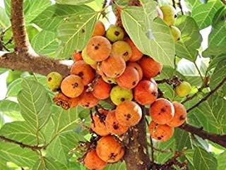 Gular-Ficus Racemosa-Cluster Fig Fruit Plant (with Pot) : Amazon.in ...