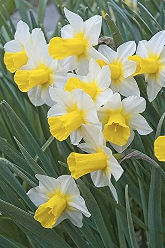 Oakwood Farms Winter Flower Bulbs Daffodil Aromatic Hybrid Flower Bulbs ...