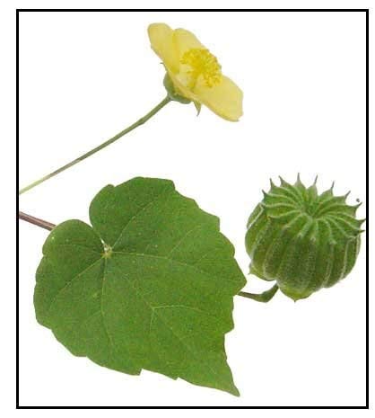 Atibala - 10 Seed- Indian Mallow Abutilon Indicum - Kangi : Amazon.in ...
